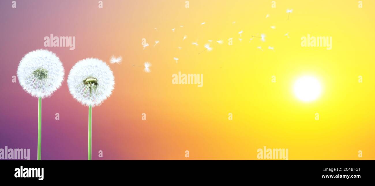 Beautiful dreamy spring nature background with dandelion Stock Photo ...
