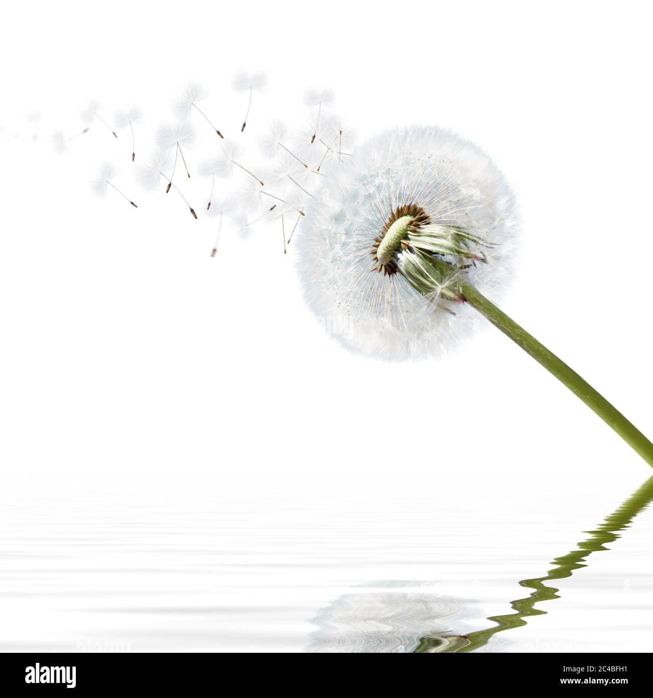 Beautiful dreamy spring with white background Stock Photo - Alamy