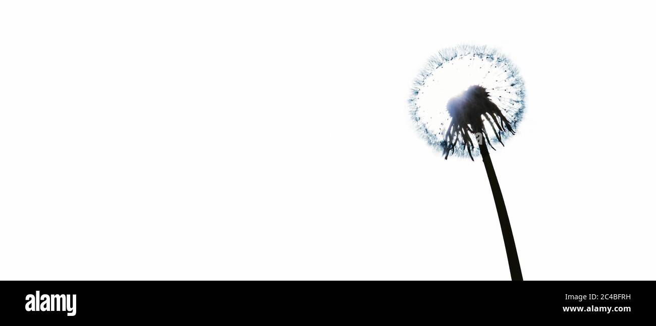 Beautiful dreamy spring with white background Stock Photo - Alamy