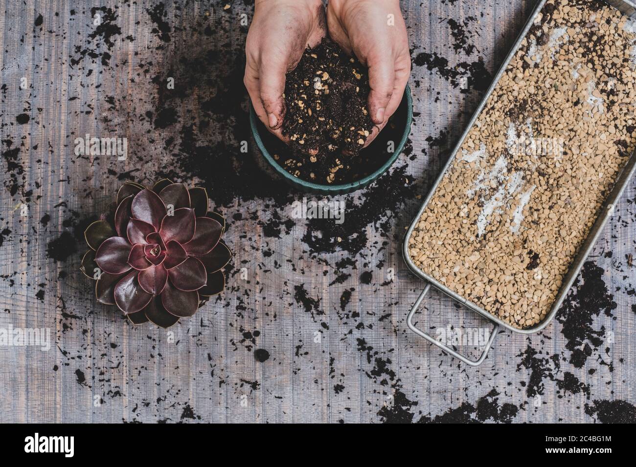 Woman potting plants indoors hi-res stock photography and images - Alamy