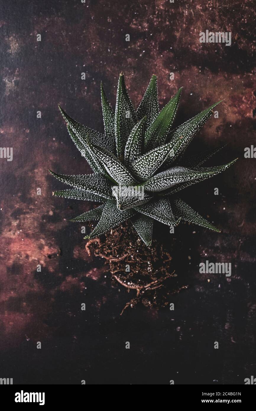 A succulent plant with tangled roots on a table Stock Photo - Alamy