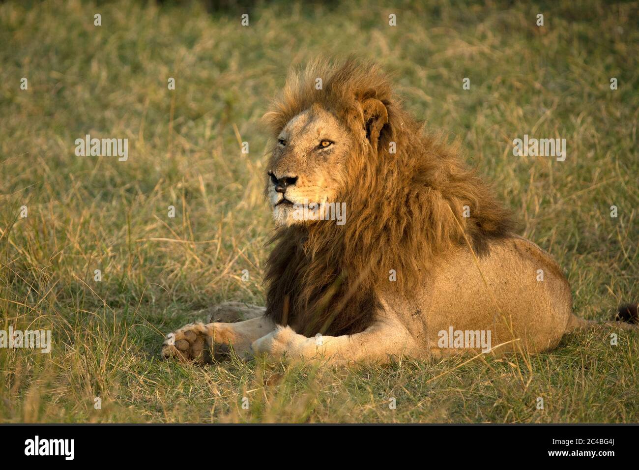 Male lion (panthera leo) in savanna Stock Photo - Alamy