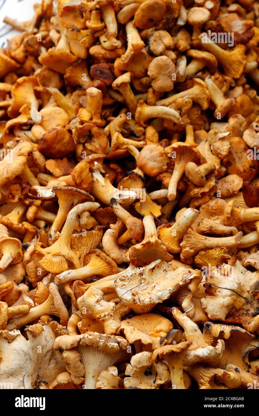 Girolle mushroom for sale at market Stock Photo - Alamy