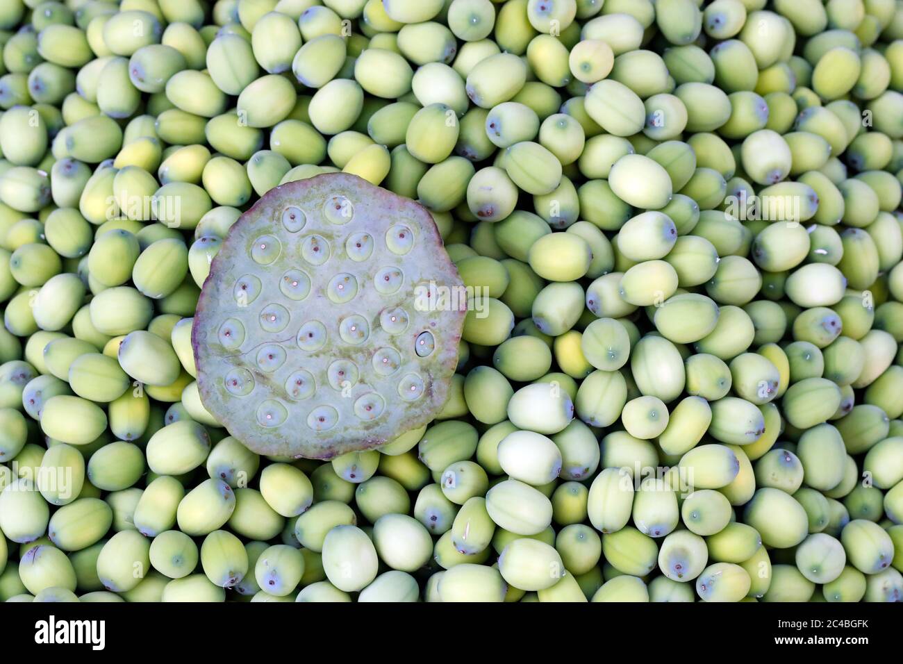 Lotus fruit hi-res stock photography and images - Alamy