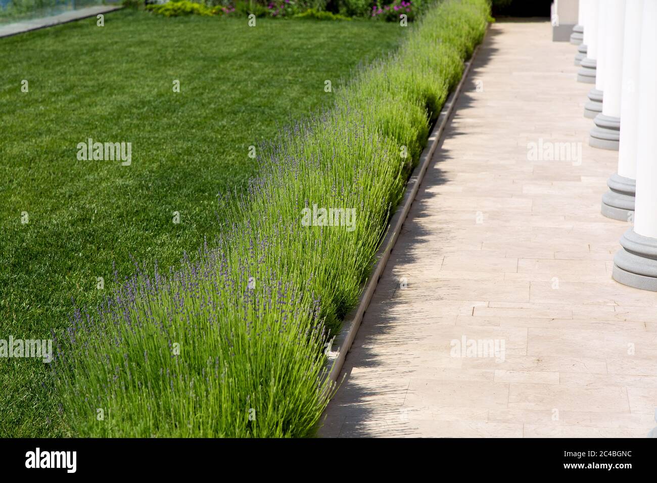 lawn with green grass and lavender blooming along the marble pavement ...