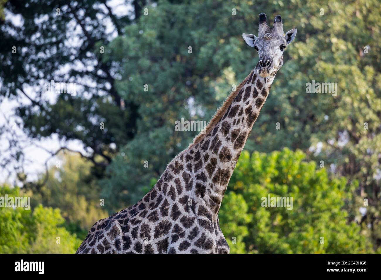 A giraffe among the trees in woodland Stock Photo - Alamy