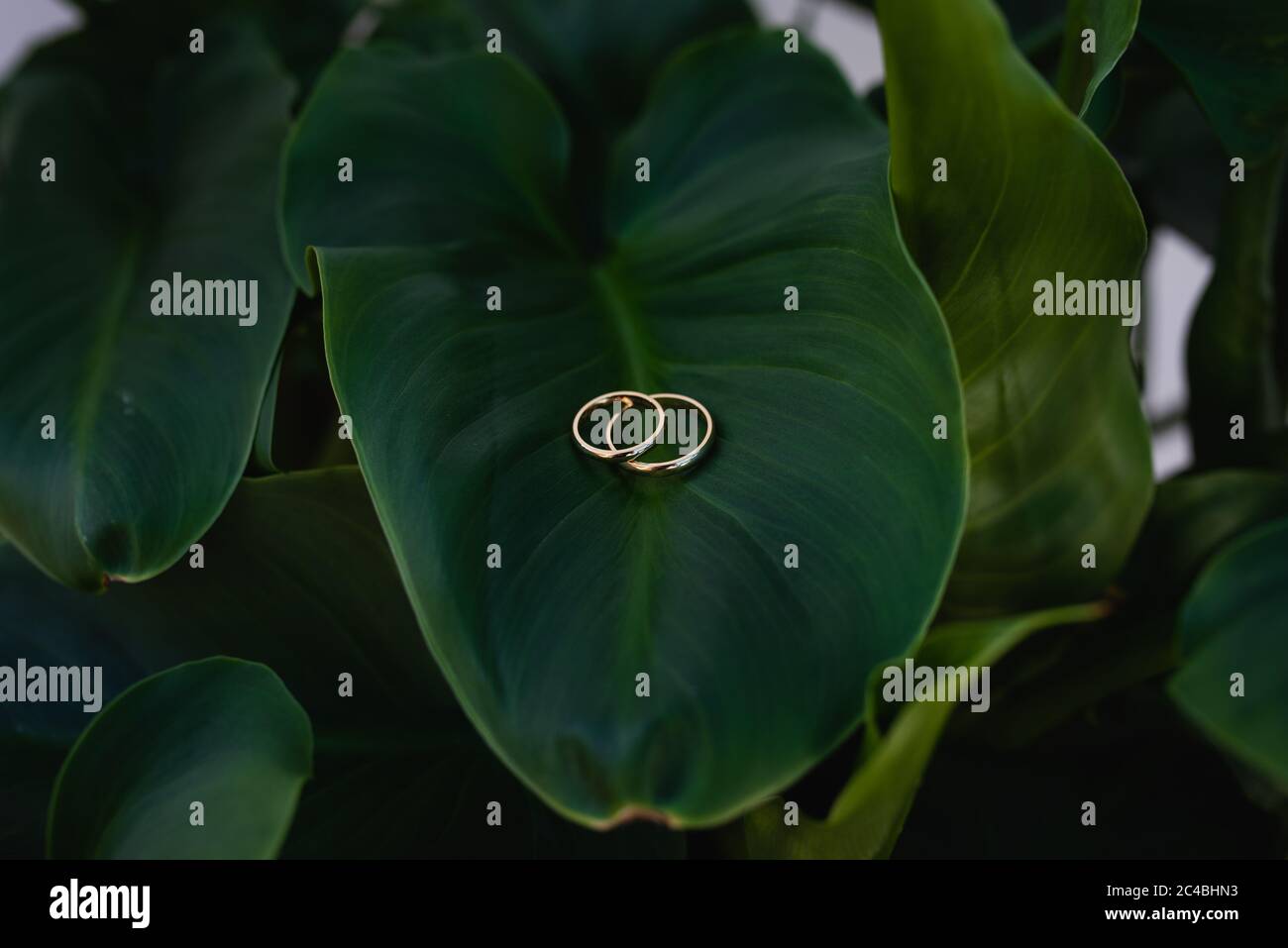 Leaf jewelry hi-res stock photography and images - Alamy