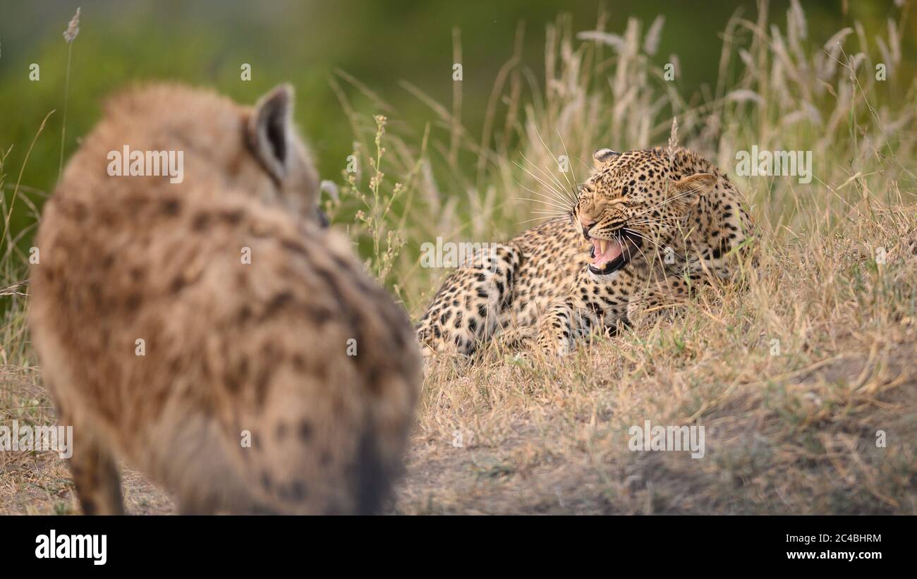 Leopard and hyena hi-res stock photography and images - Alamy