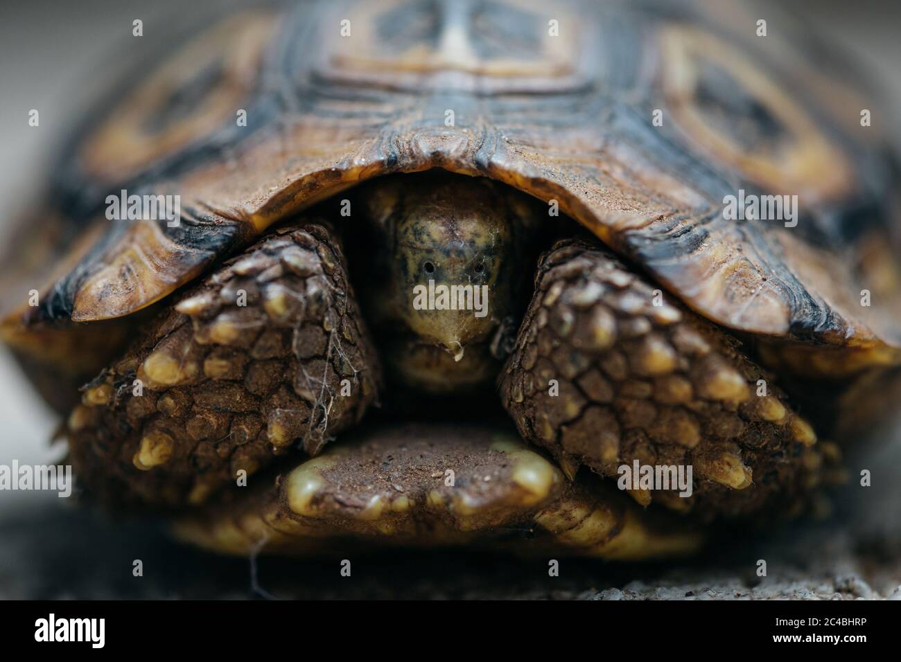 Close up of a leopard tortoise, Stigmochelys pardalis, feet and head ...