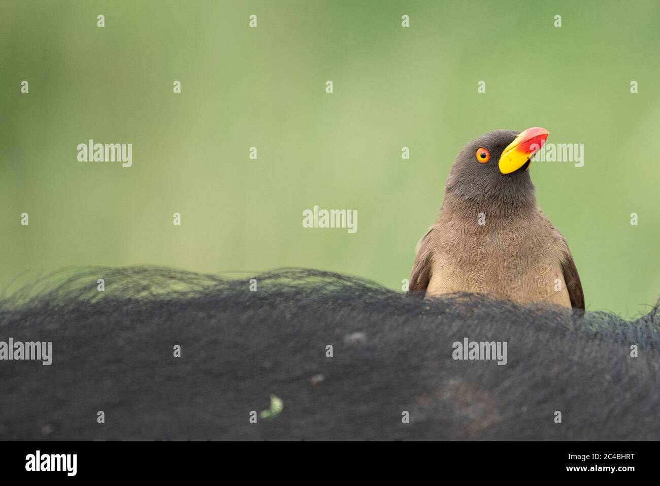A yellow-billed oxpecker, Buphagus africanus, perches on an animal ...