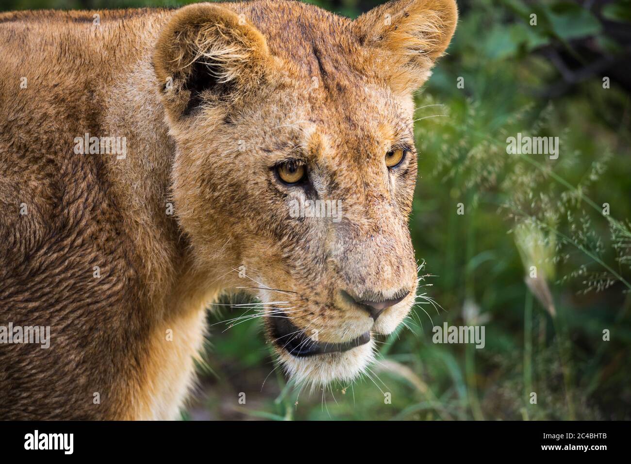 Close up, a female lion, head and shoulders Stock Photo - Alamy