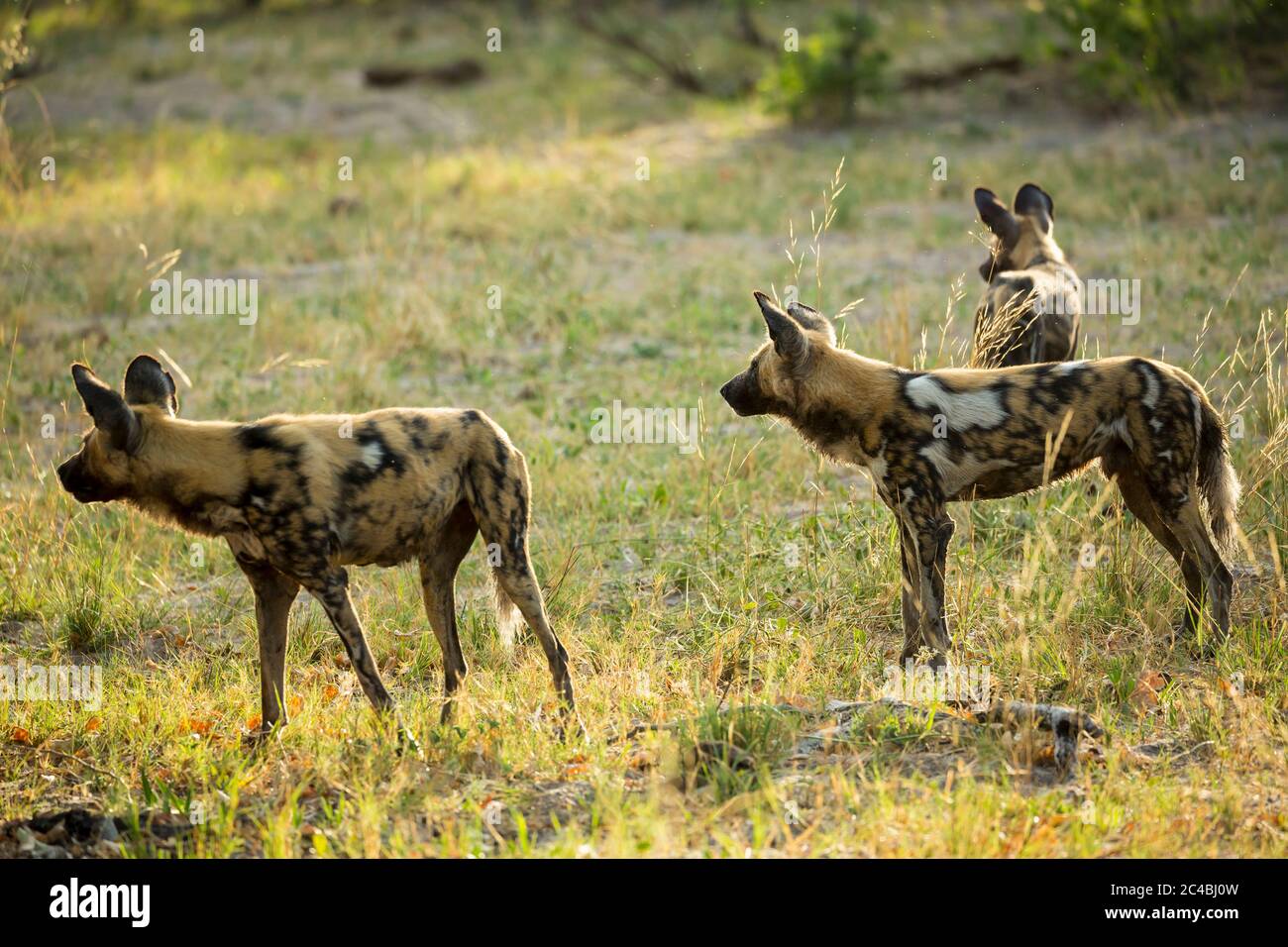 A pack of wild dogs in woodland Stock Photo - Alamy