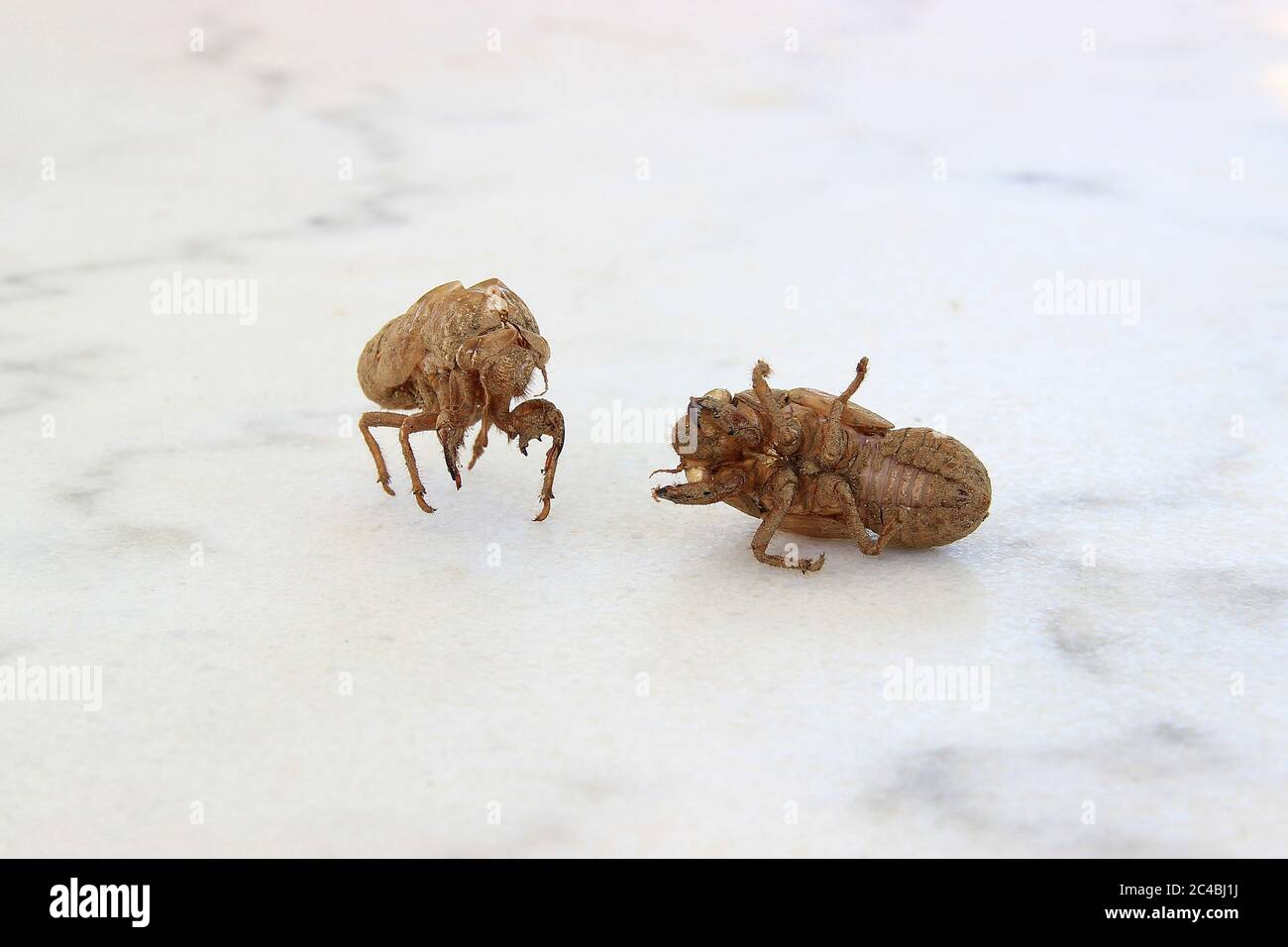 Cicadas shells hi-res stock photography and images - Alamy