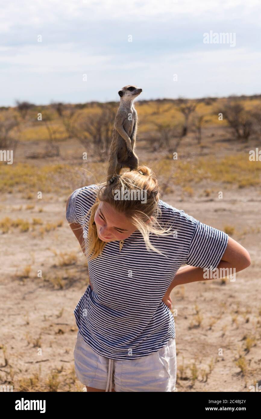 Meerkat families hi-res stock photography and images - Alamy