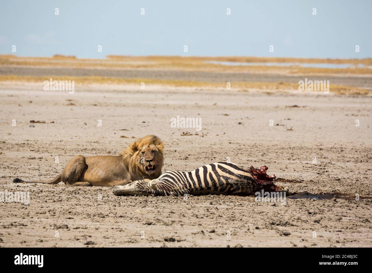 An adult male lion and a kill, a dead Burchell's Zebra Stock Photo - Alamy