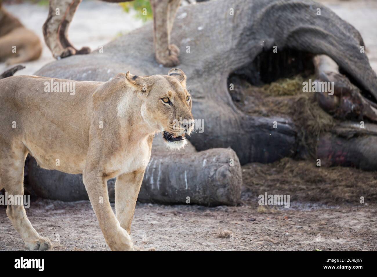 Mature lions hi-res stock photography and images - Alamy