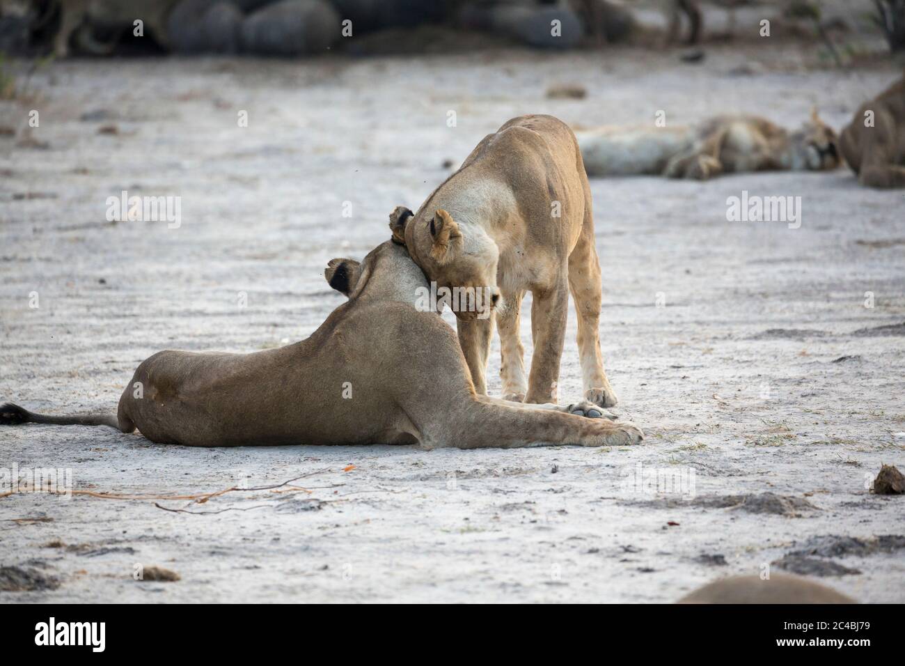 Two female lions nuzzling Stock Photo - Alamy