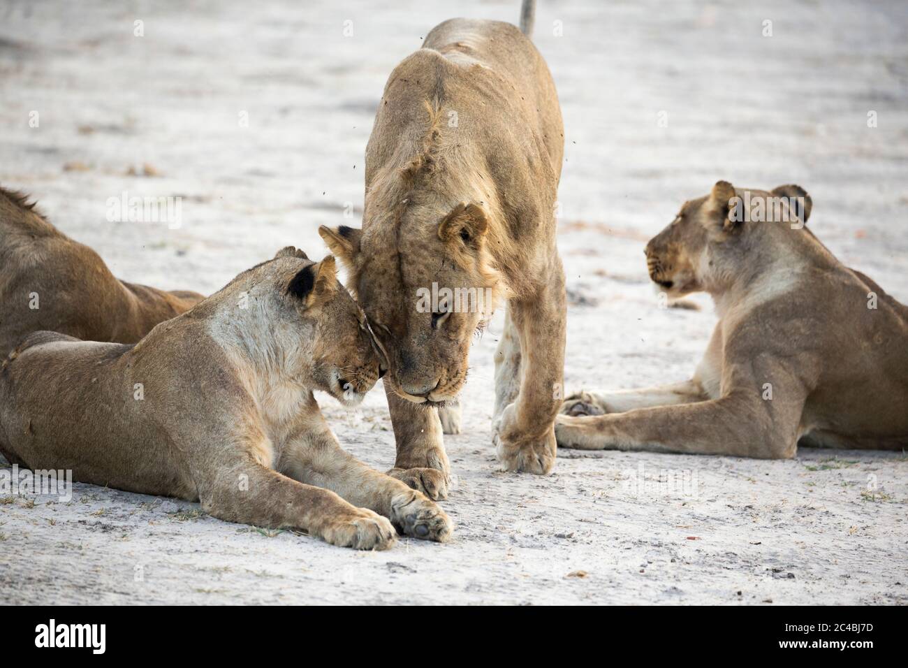 A pride of female lions Stock Photo - Alamy