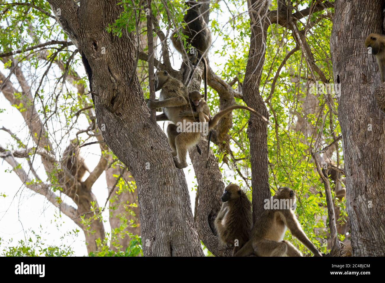 A family of baboons under the trees in a game reserve Stock Photo - Alamy