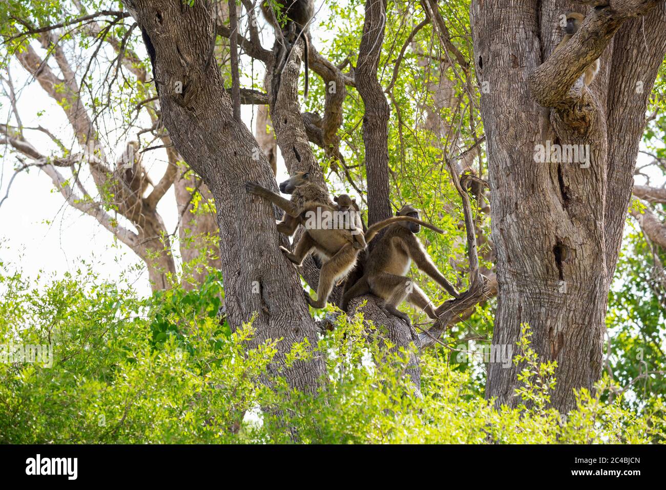 A family of baboons under the trees in a game reserve Stock Photo - Alamy