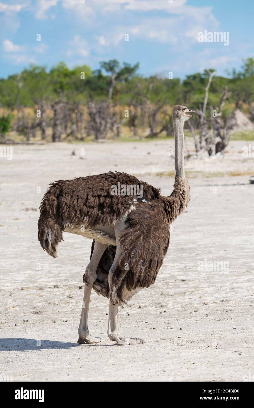 An ostrich on open ground Stock Photo - Alamy