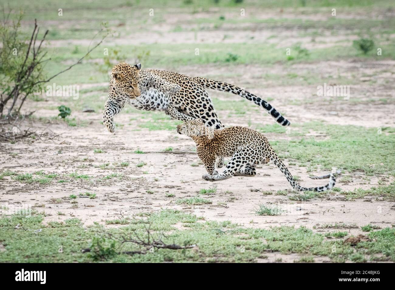 Leopard panthera pardus jumping hi-res stock photography and images - Alamy