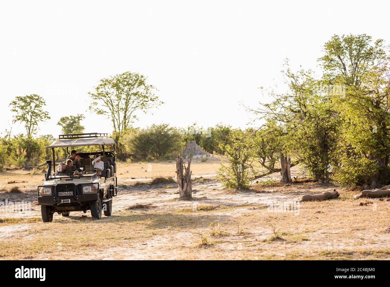 Family jeep lion safari hi-res stock photography and images - Alamy