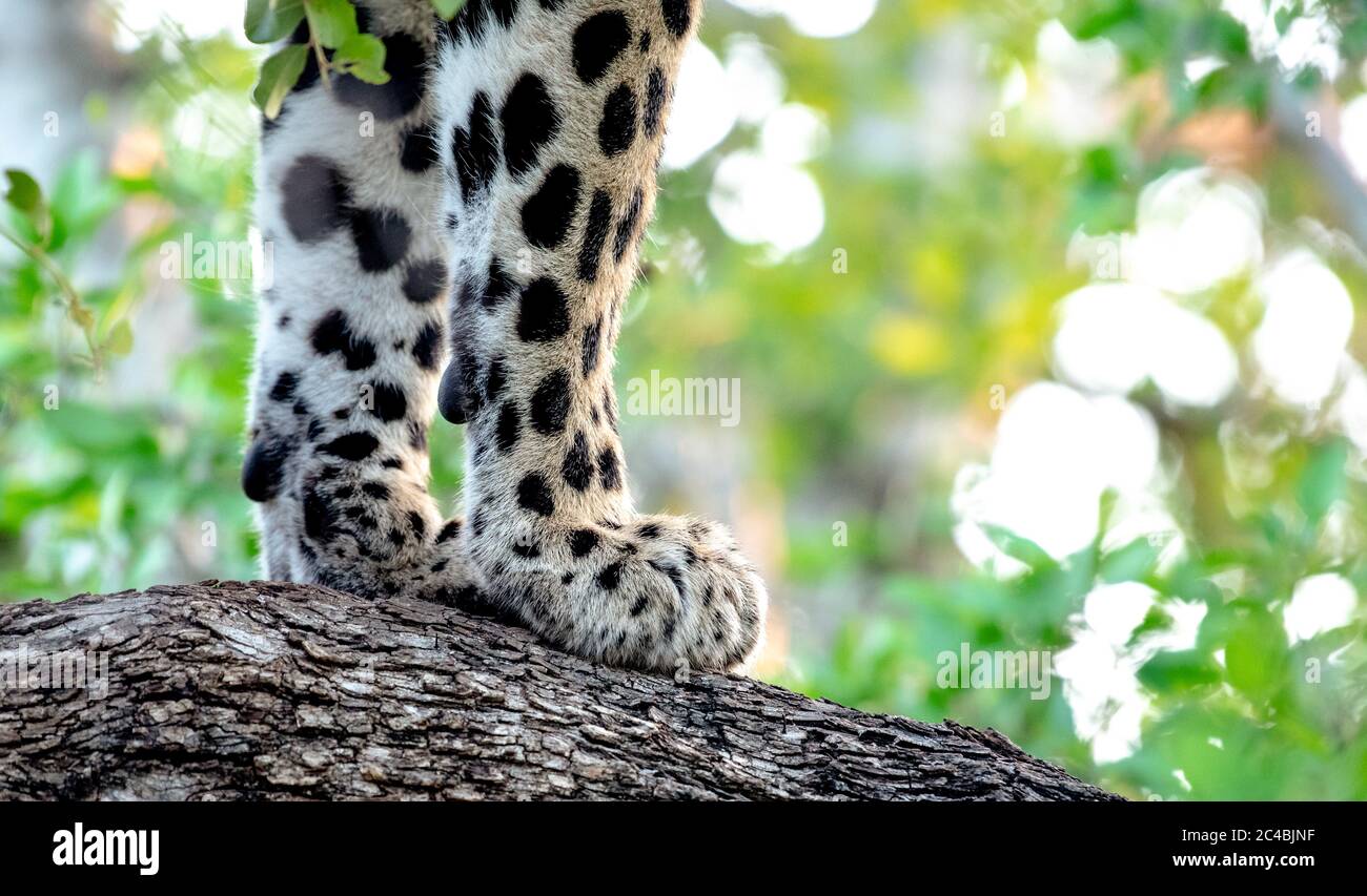 A leopard's front paws, Panthera pardus, on the bark of a tree Stock ...