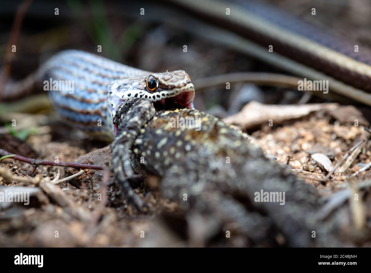 Western strip bellied sand snake hi-res stock photography and images ...