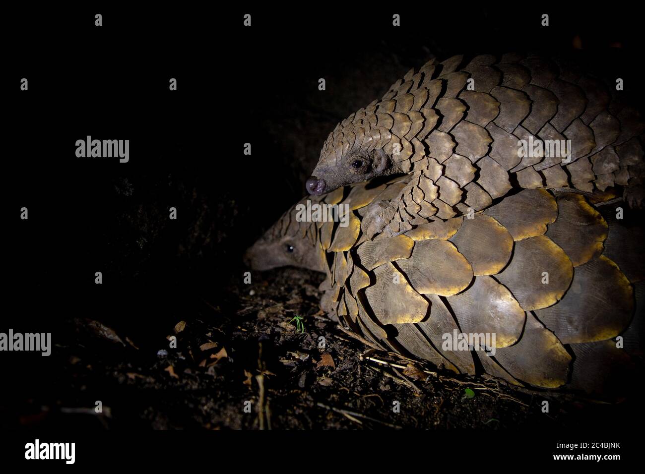 Baby Ground Pangolin