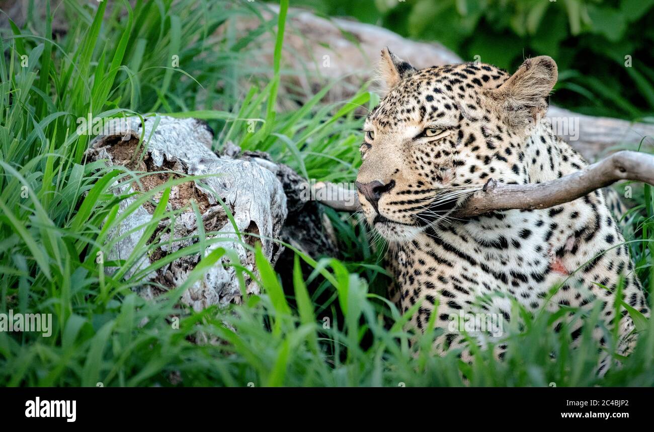 A leopard, Panthera pardus, lying down resting its head on a branch ...