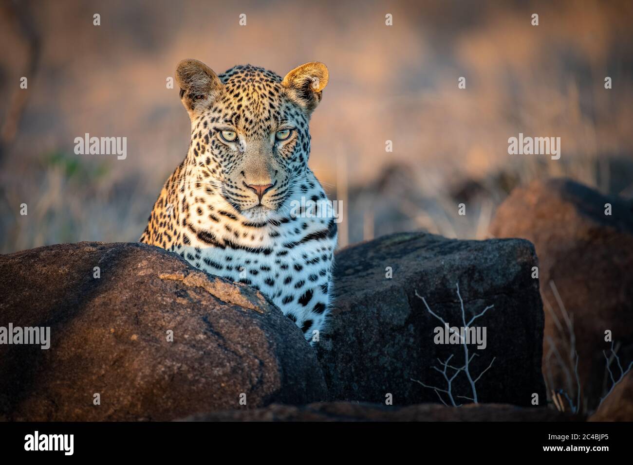 A leopard, Panthera pardus, ears forward Stock Photo - Alamy