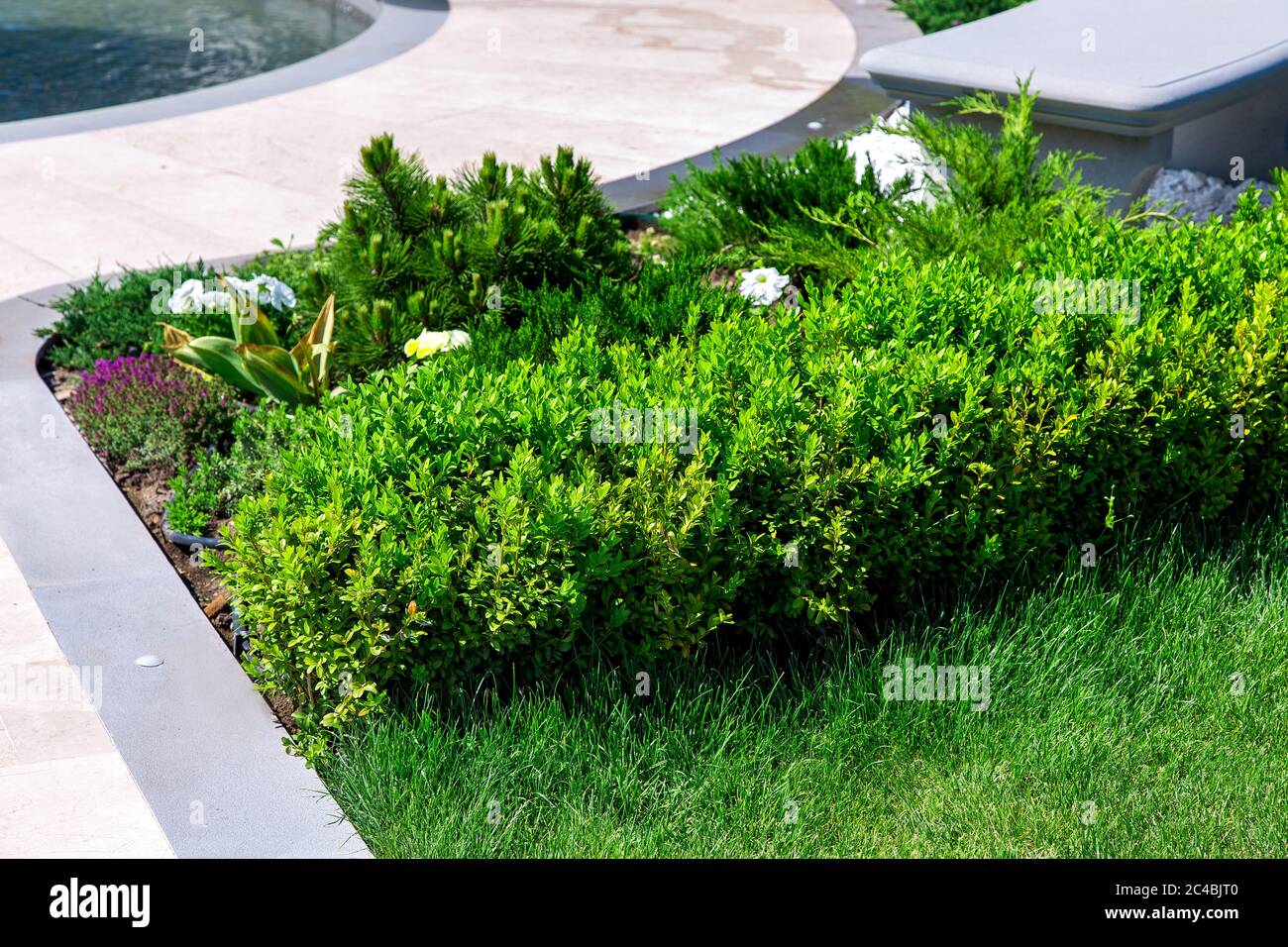 A flower bed with young plants of evergreen leafy bushes of boxwood and ...
