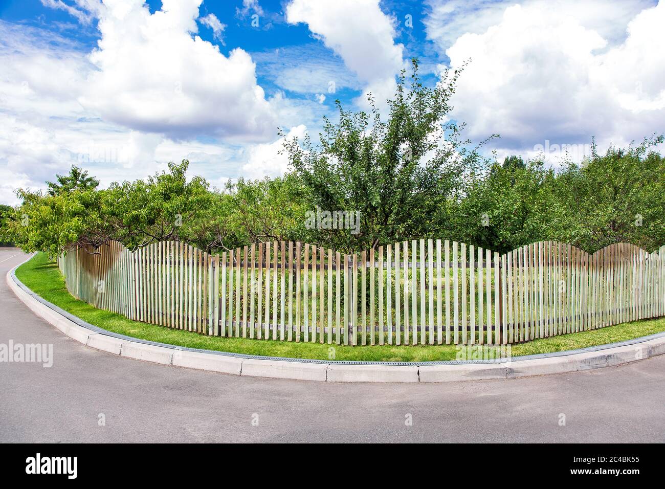 roadside orchard with trees behind a wooden fence by the asphalt road ...