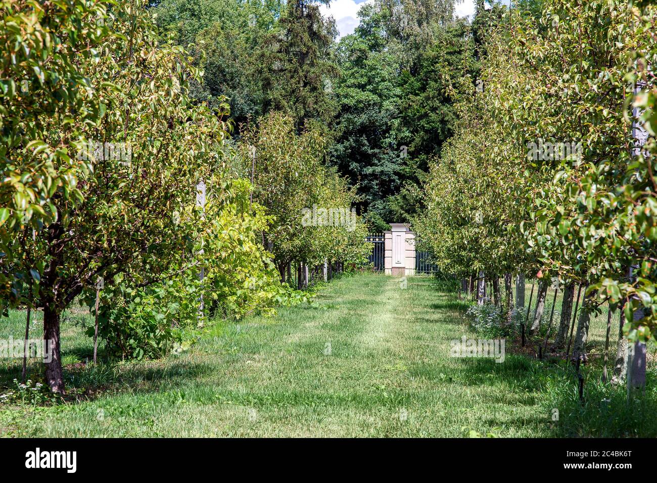 fruit plantation garden trees growing in rows surrounded by green grass ...