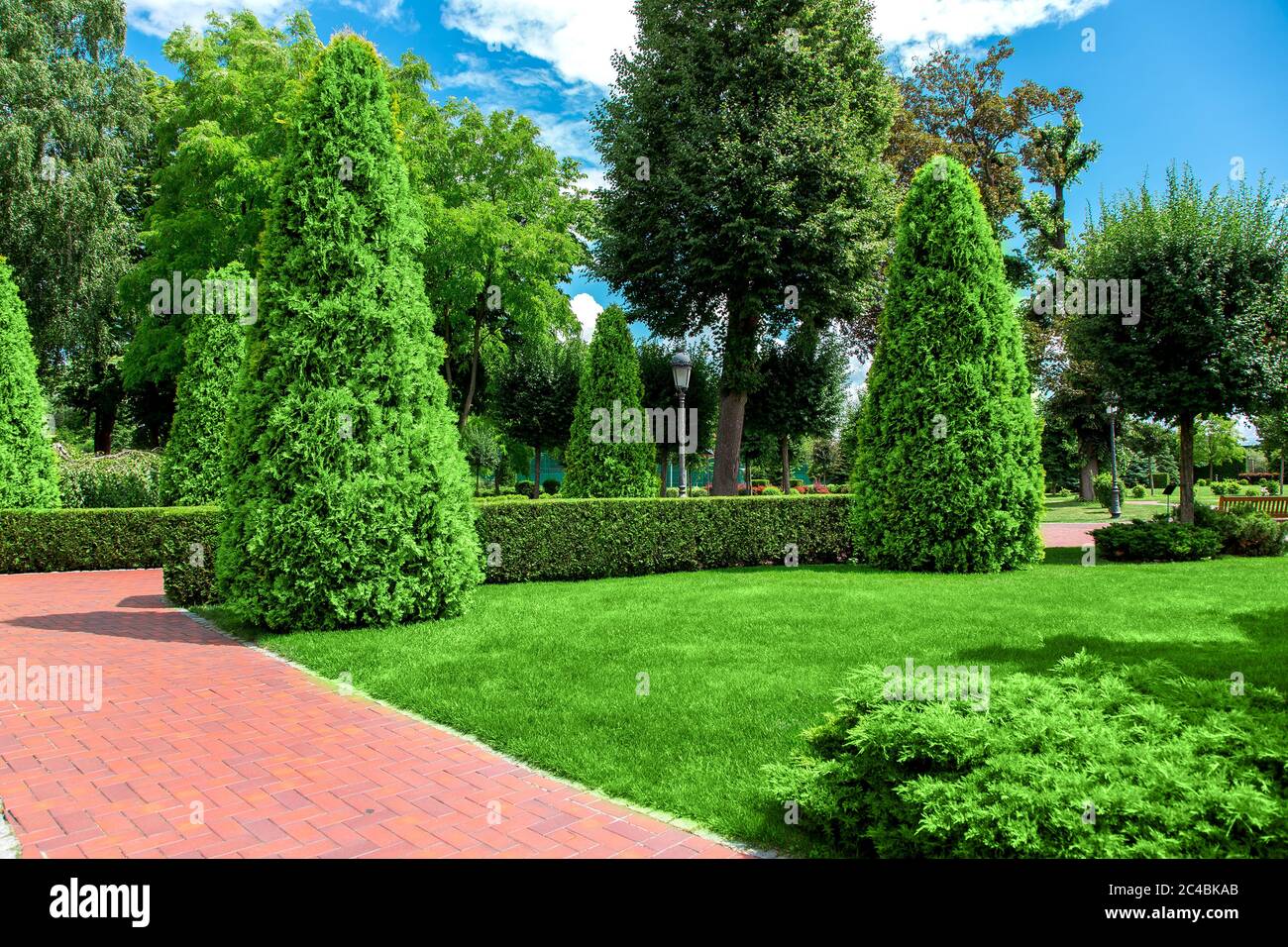 Row of thujas hi-res stock photography and images - Alamy