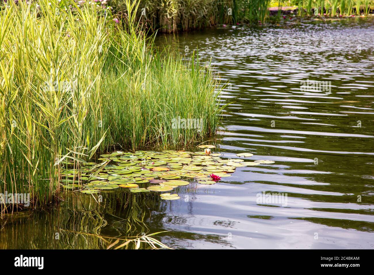 artificial pond with water and aquatic plants with reeds and water ...