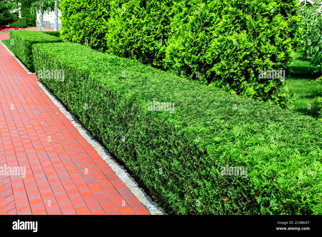 hedge of sheared square thuja bushes along the red pedestrian sidewalk ...