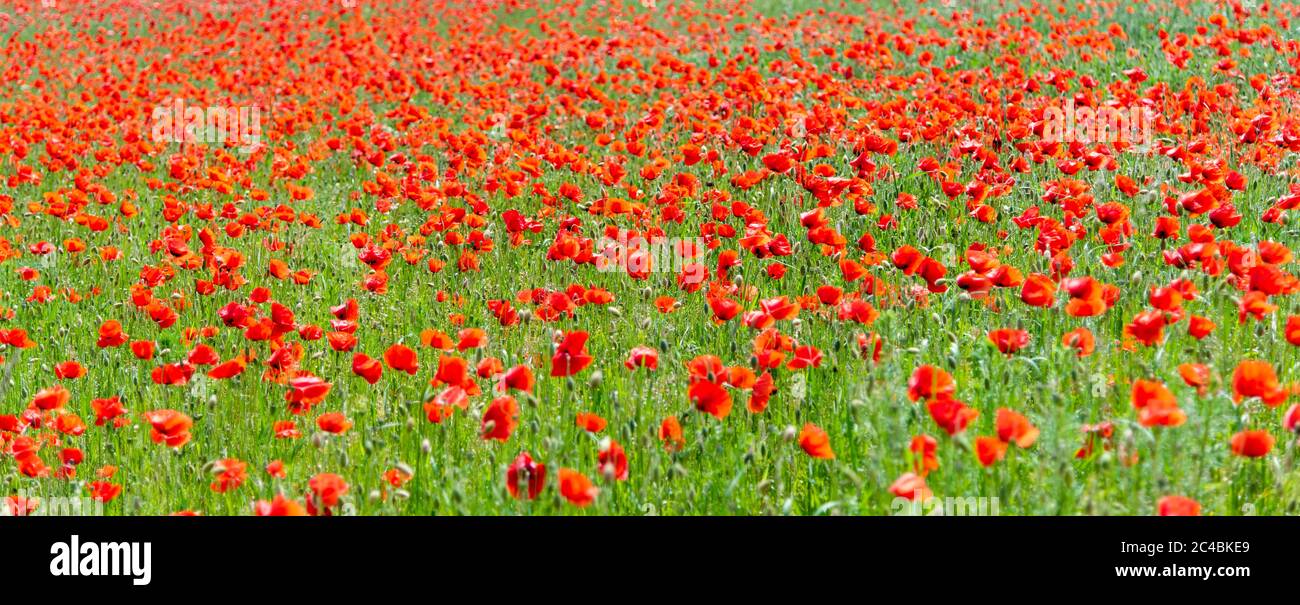Red poppy flower field. Beautiful natural landscape Stock Photo - Alamy