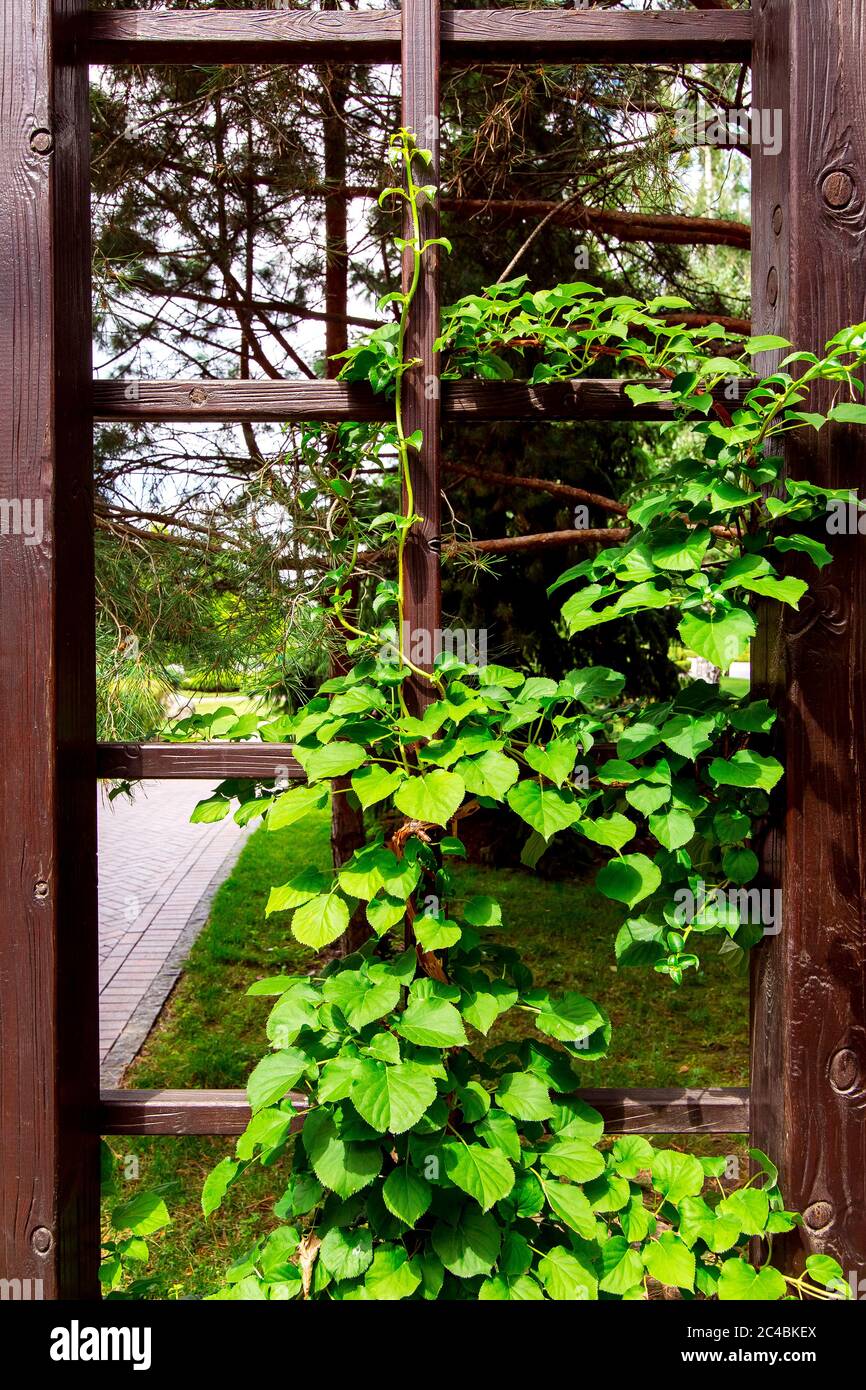 wooden arch with a frame for the growth of climbing plants with green ...
