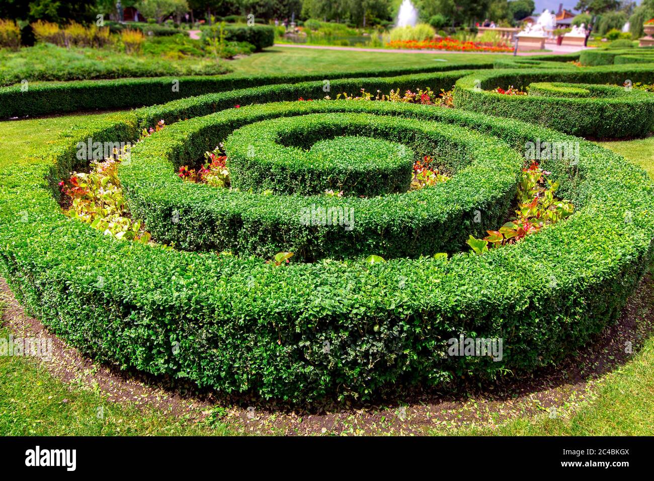 spiral hedge of boxwood landscape design in a flower bed with flowers ...