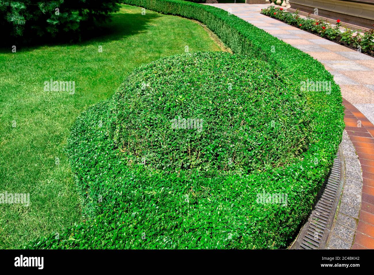 Boxwood garden backyard hi-res stock photography and images - Alamy