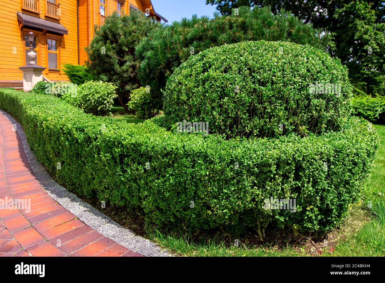 landscape design backyard of the house with a hedge of boxwood bushes ...