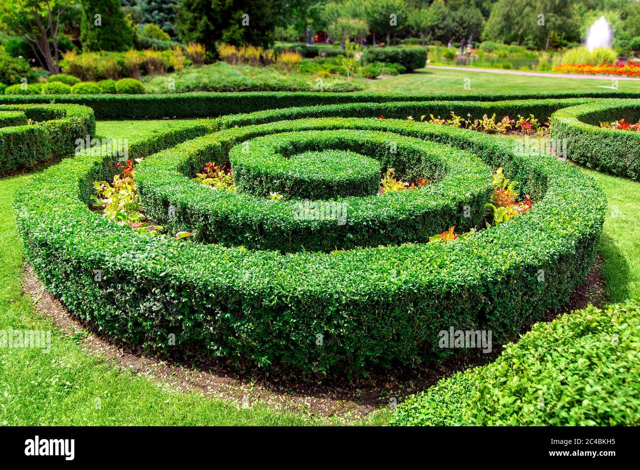 landscape design hedge of boxwood spiraling in a flower bed with ...