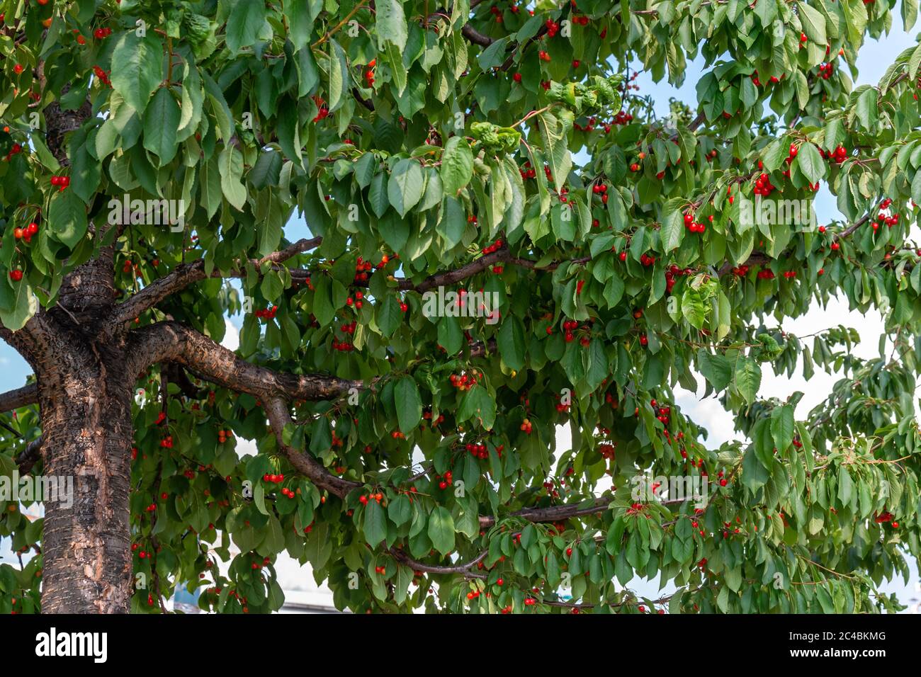 Cherry tree harvest hi-res stock photography and images - Alamy