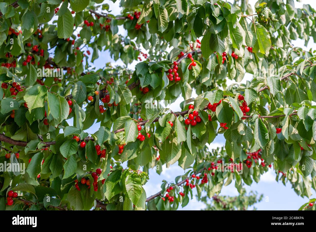Cherry tree ripe ready organic grown fruits Stock Photo - Alamy