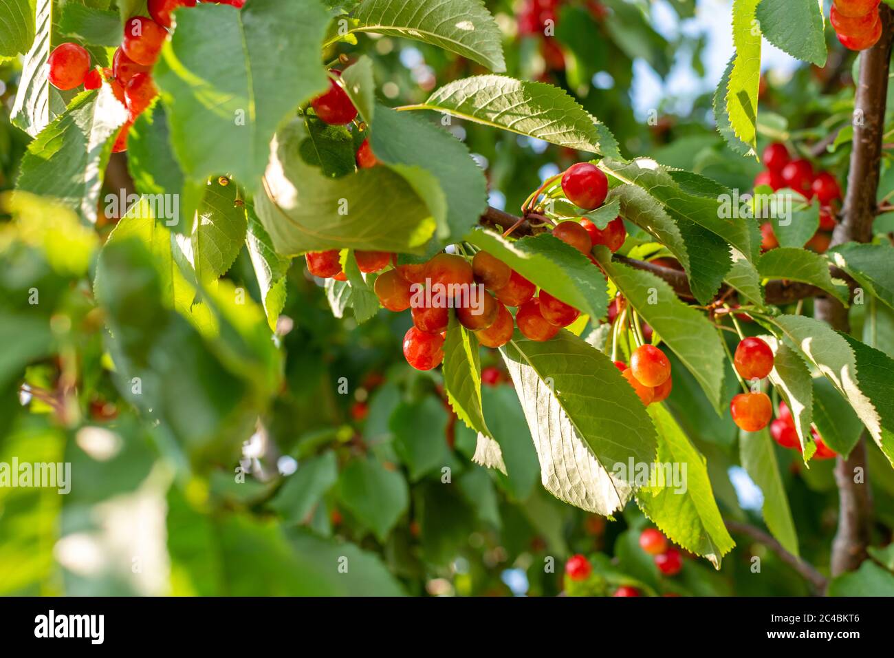Picking cherries in garden close hi-res stock photography and images ...