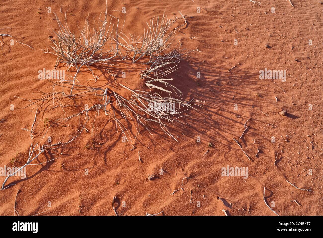 Dried grass, Wadi Rum desert, Jordan Stock Photo - Alamy