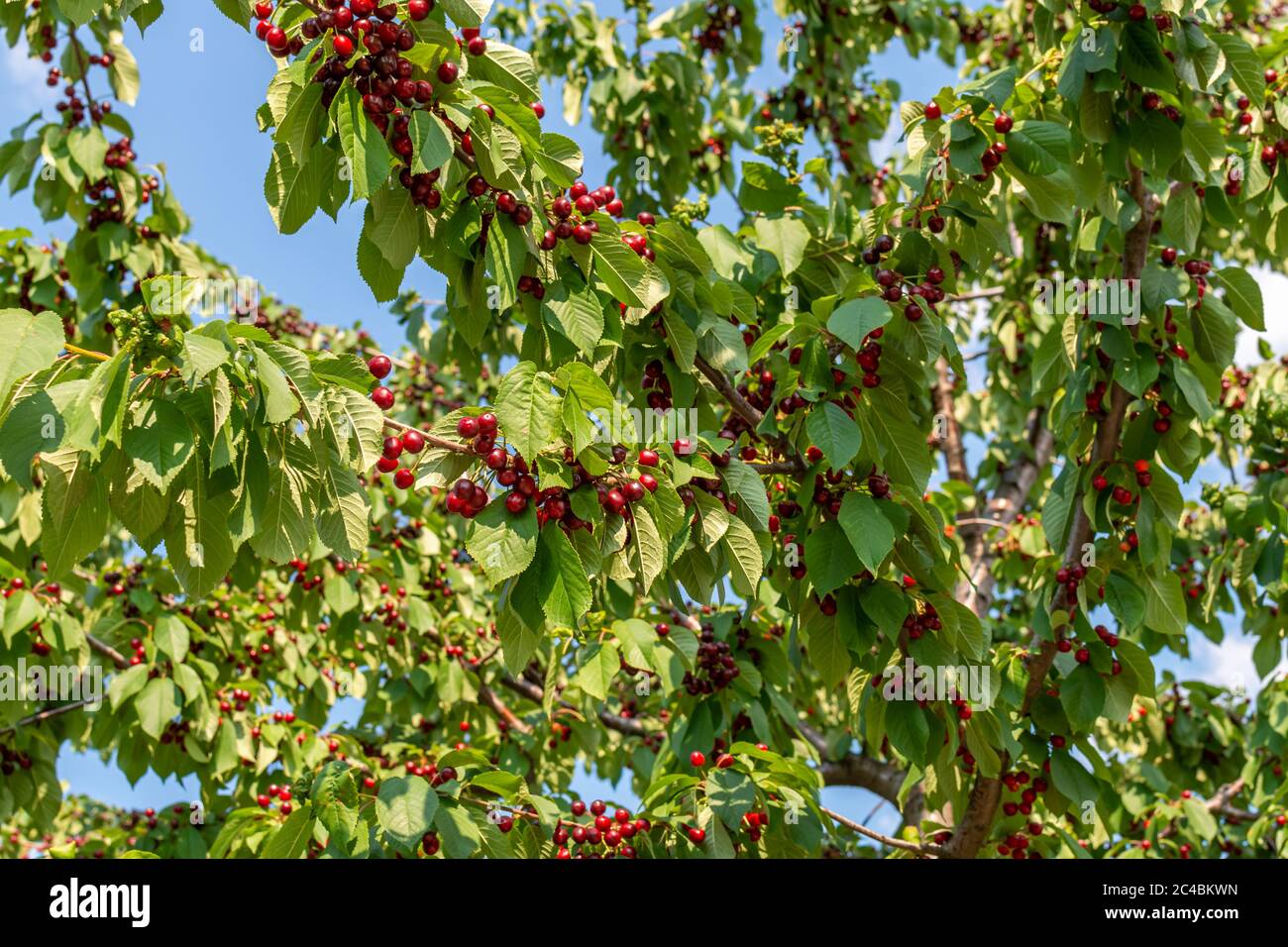 Cheeries and tree Stock Photo - Alamy