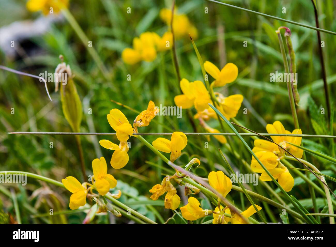 Various images of nature Stock Photo - Alamy
